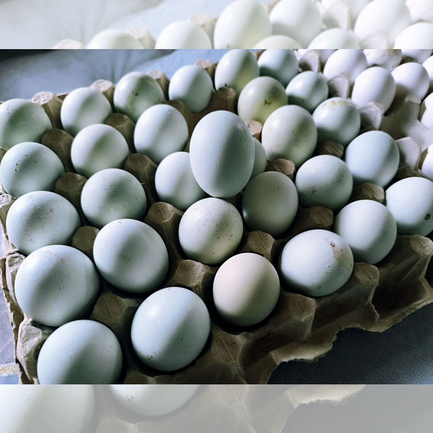 Инкубационное яйцо