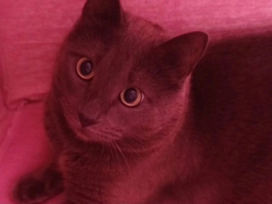 Русская голубая