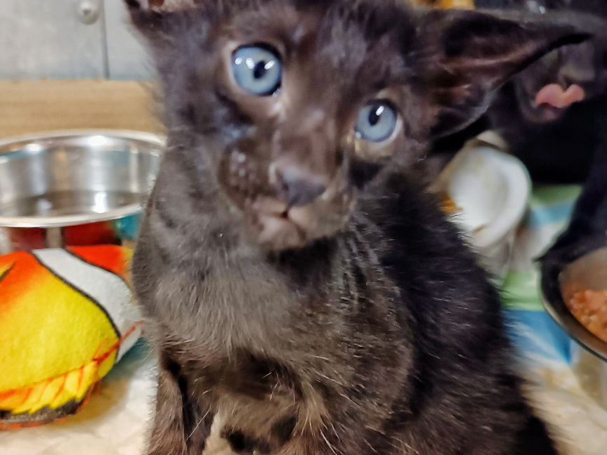 Котята Ориенталы