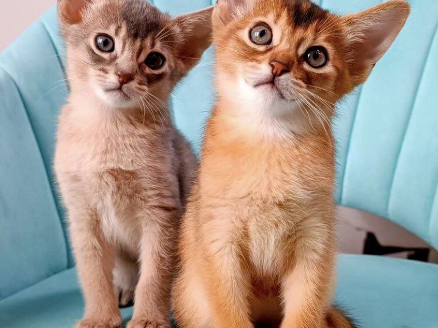 Абиссинские котята