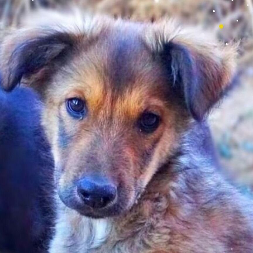 Щенок в поисках дома