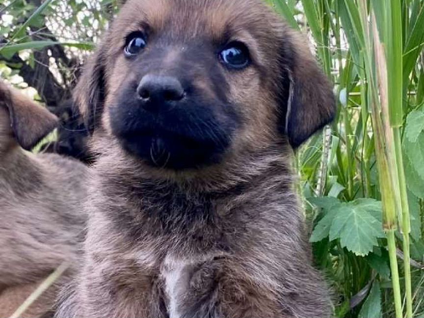 Кутята в добрые руки