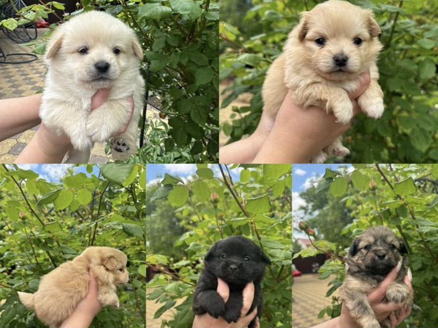 Шпиц и чихуахуа