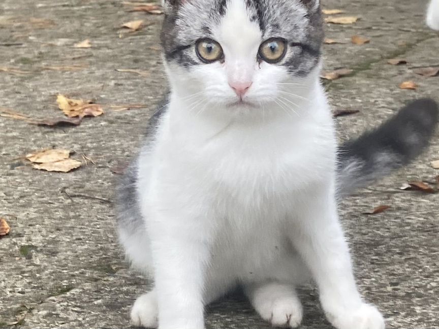 Серая кошка, котенок подросток