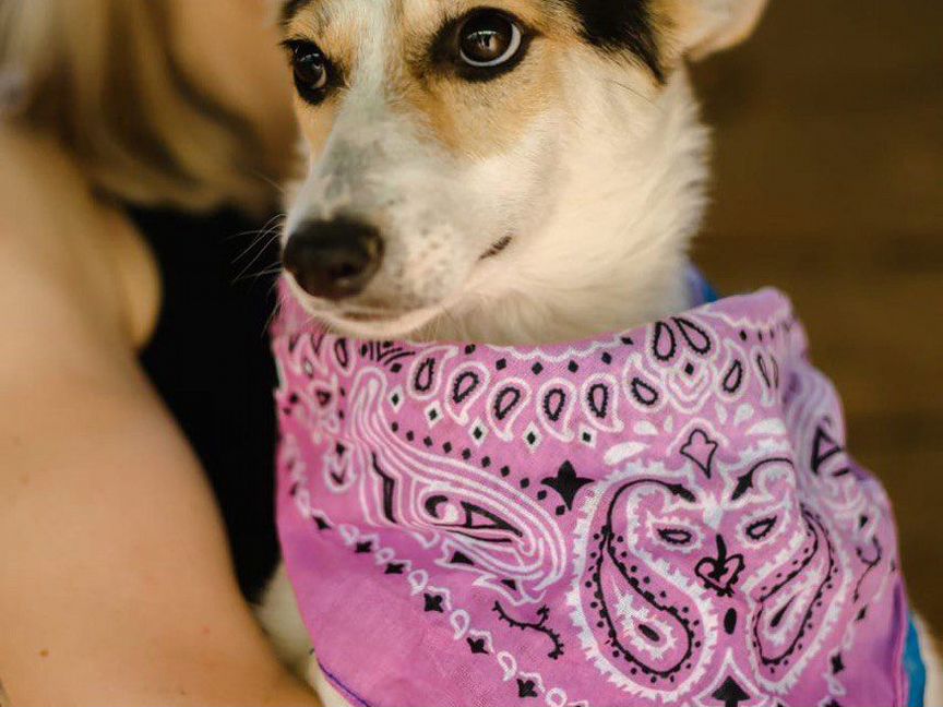 Собака щенок Мальта из приюта ищет дом