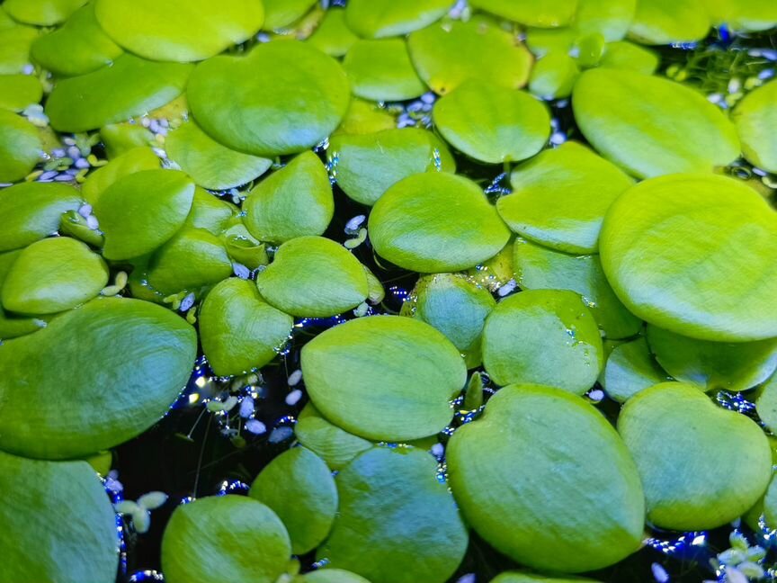 Аквариумное растение Лимнобиум