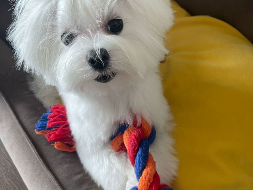 Мальтийская болонка вязка