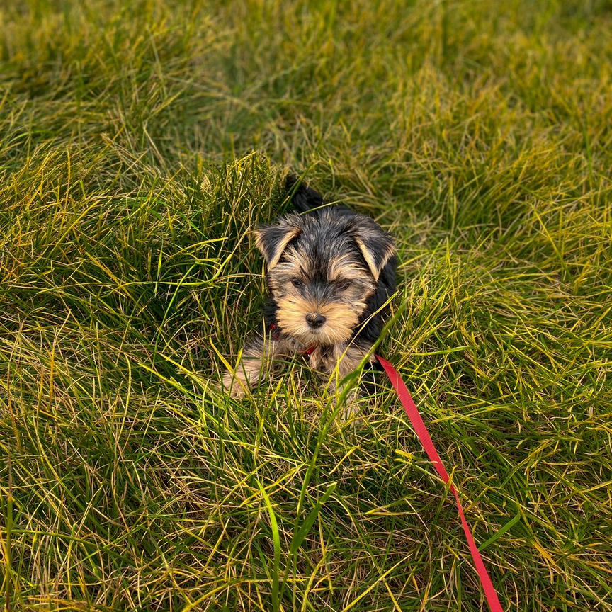 Йоркширский терьер шенок