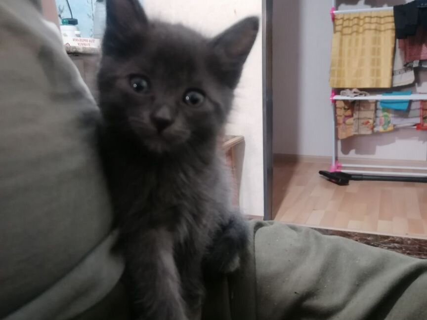 Британские котята