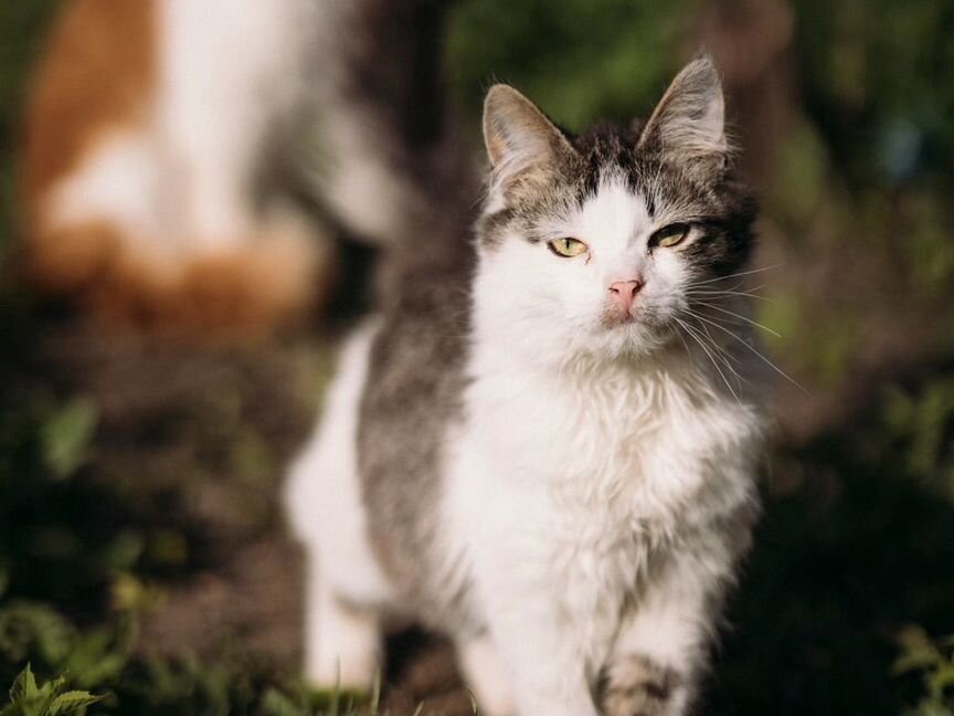 Котенок ищет дом