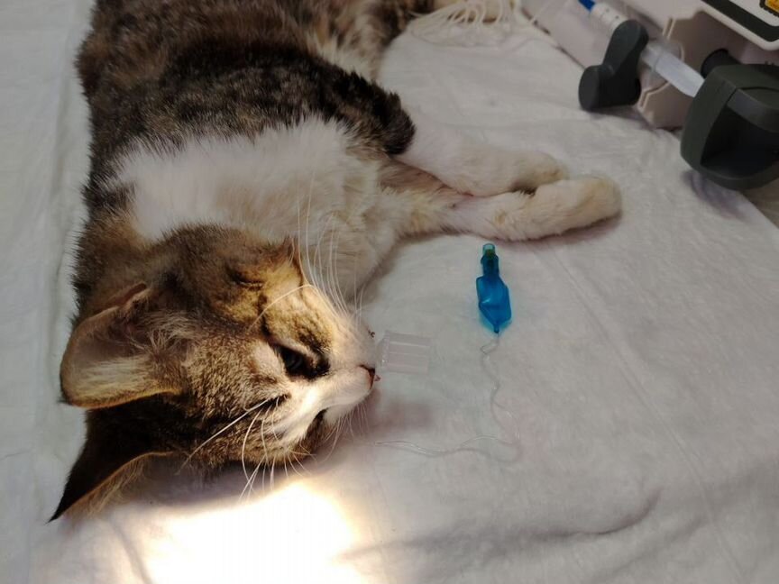 Кошка без зубов нужна помощь