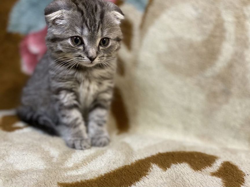 Шотландские вислоухие котёнок