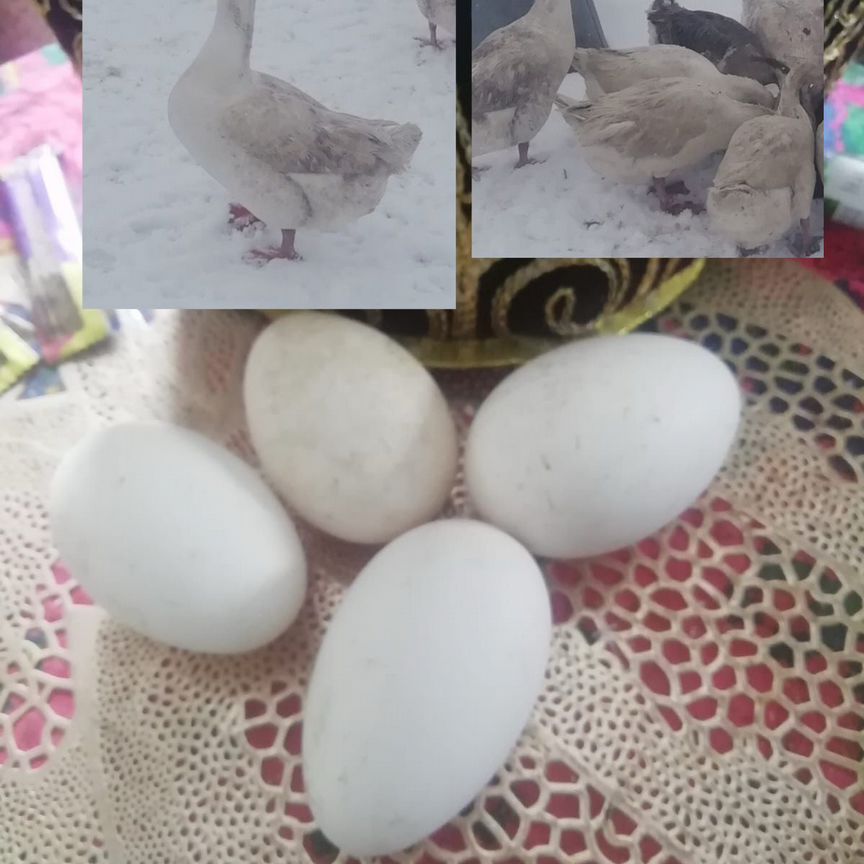 Яйцо домашнее инкубационное