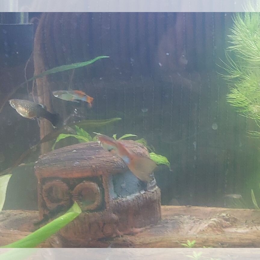 Обменяю гуппи на растения