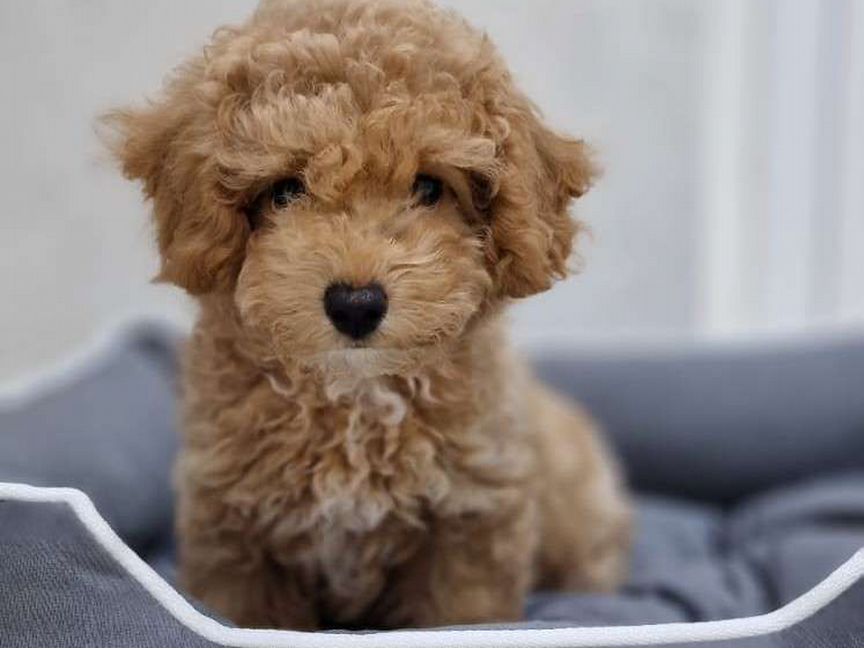Малыши Мальтипу 3 месяца