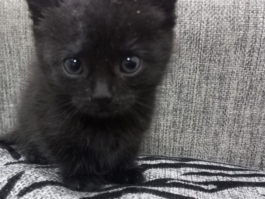 Котята ищут дом