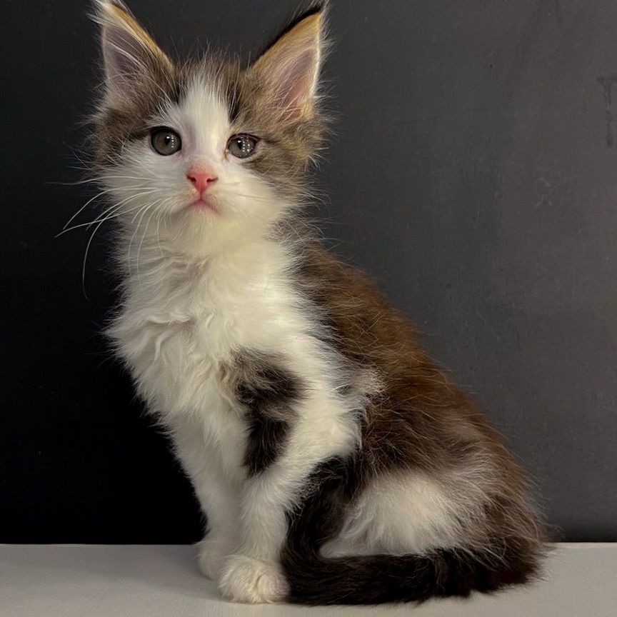 Мейн-кун котёнок