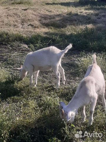 Козлята
