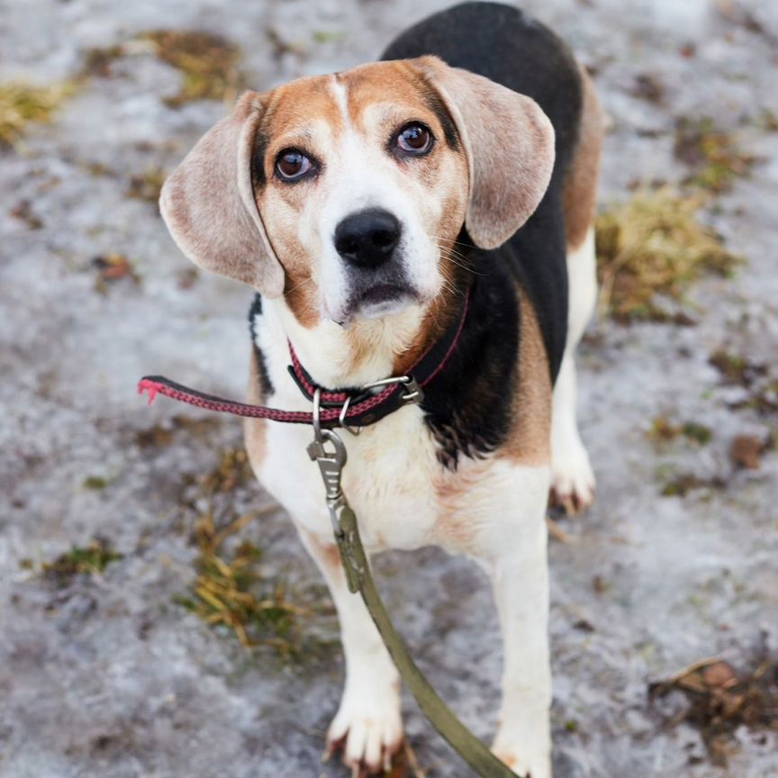 Эстонская гончая, взрослая собака