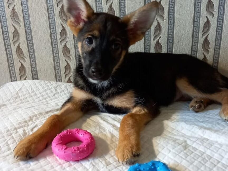 Весна,щенок 4 мес