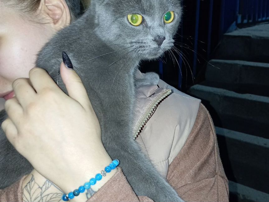 Кошка в добрые руки