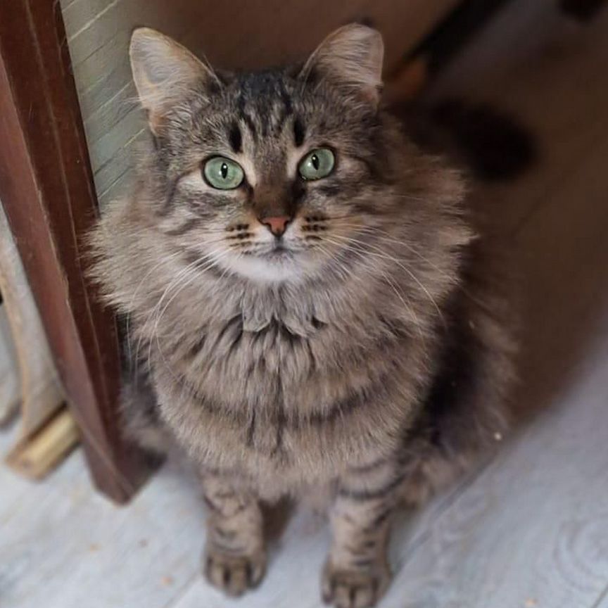 Взрослая кошка в добрые руки