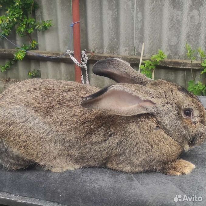 Крол. Рабочий самец