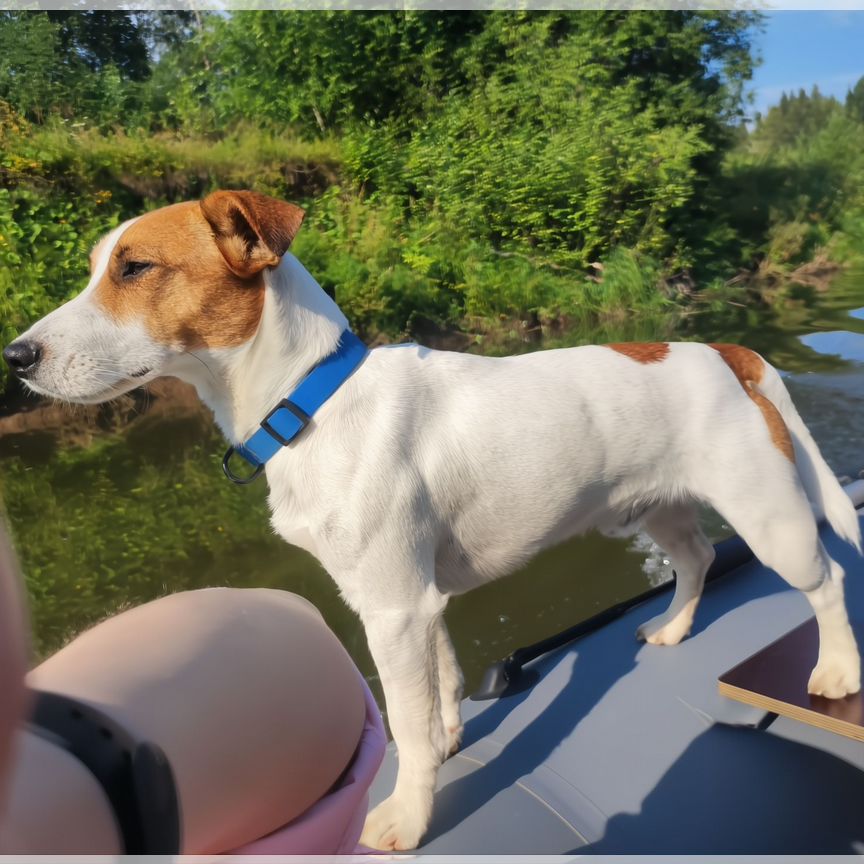 Джек-рассел-терьер, вязка