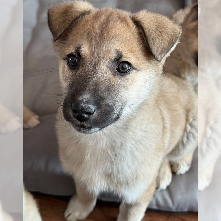 Щенок в добрые руки