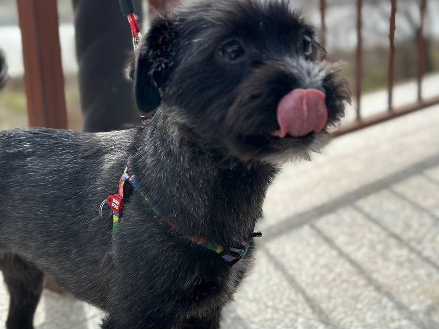 Маленькая собачка в добрые руки