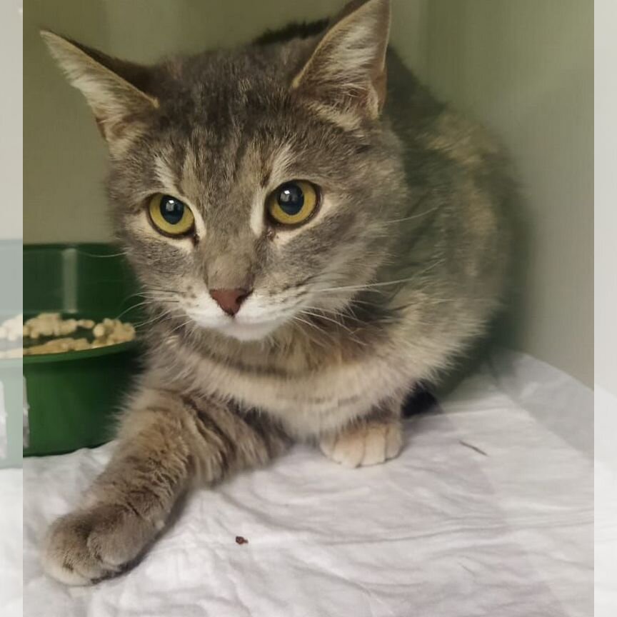 Мандаринка кошечка