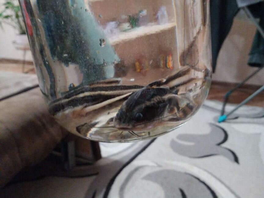 Продаютя 2ва поющих сомика вазможен обмен