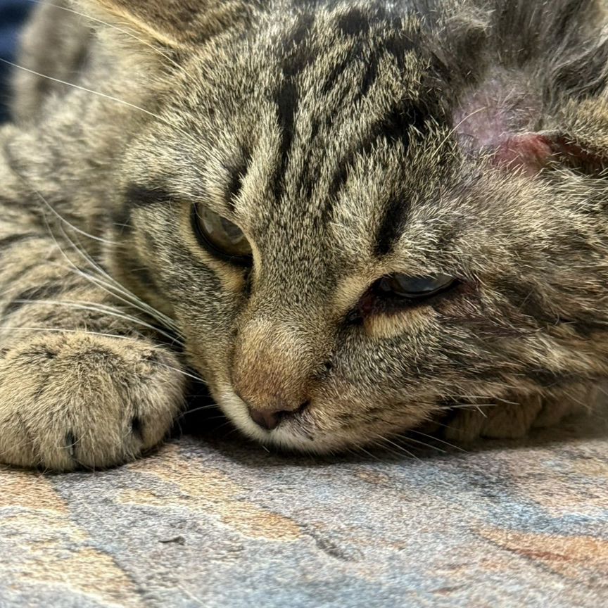 Котенок 10 месяцев ищет дом