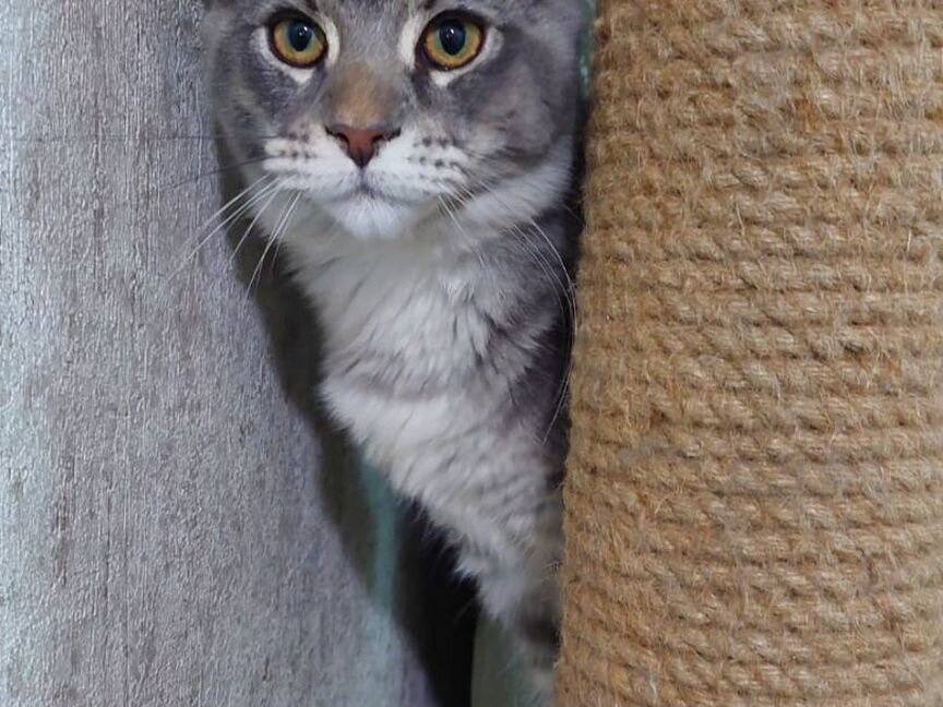 Котята мейн-кун