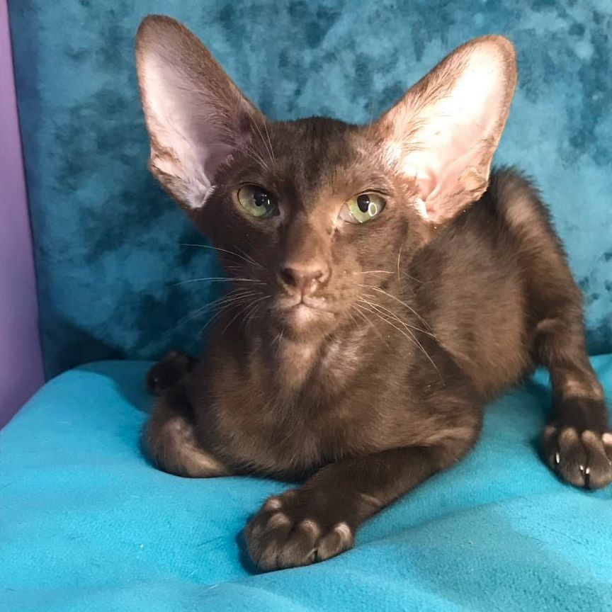 Ориентальный котёнок