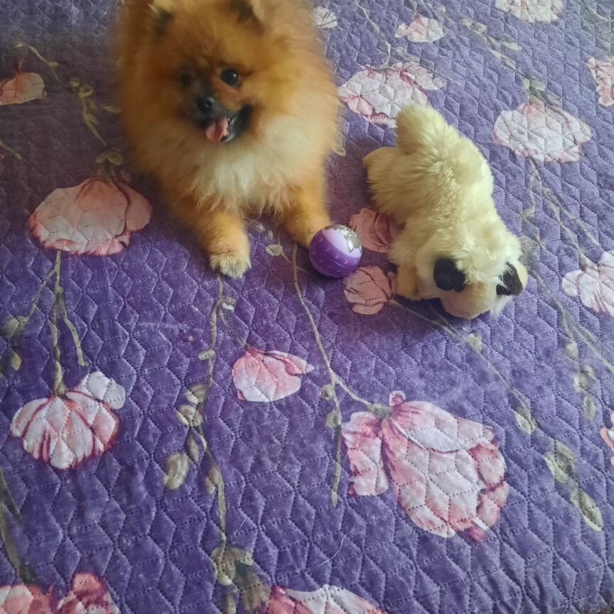 Шпиц (мальчик) 1 год