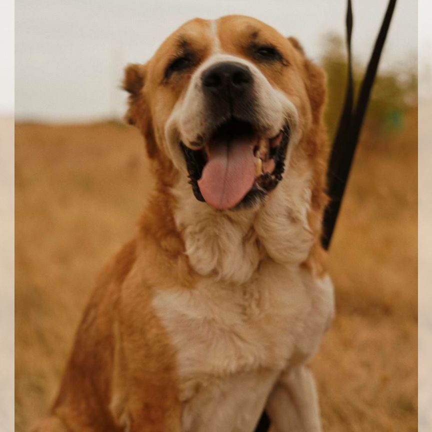 Среднеазиатская овчарка, взрослая собака