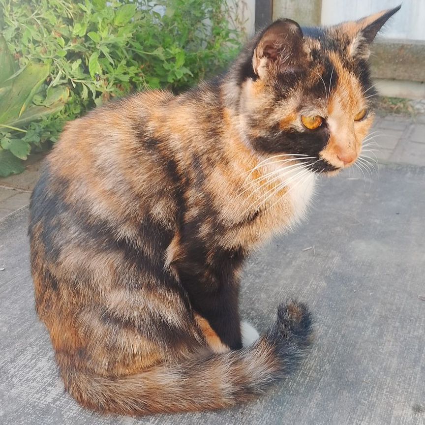 Кошки