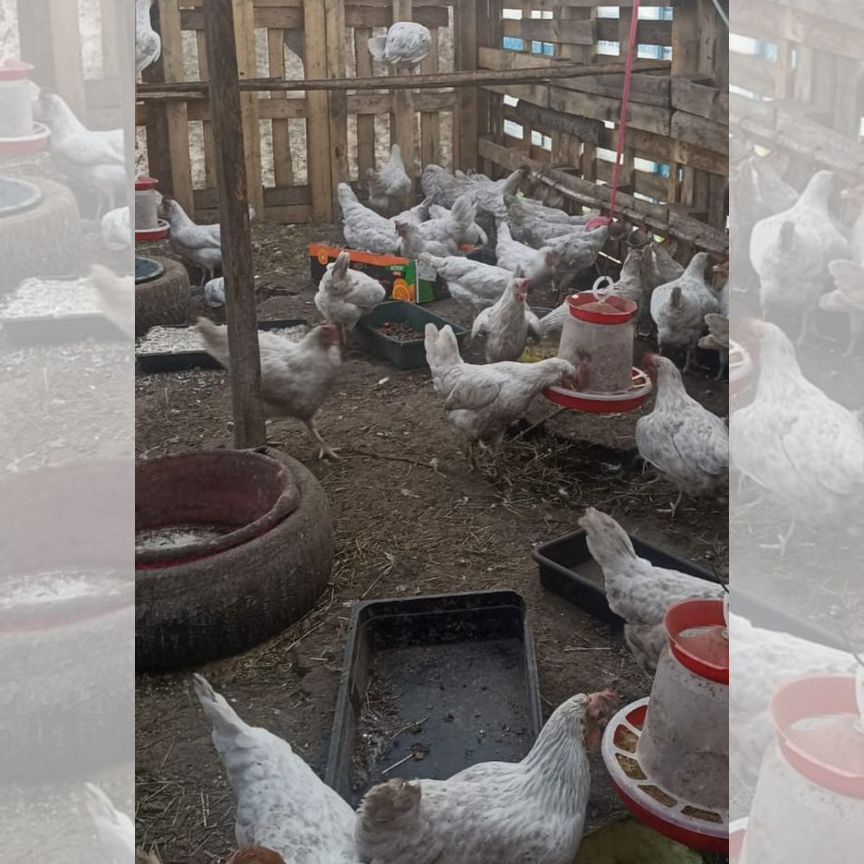 Куры несушки