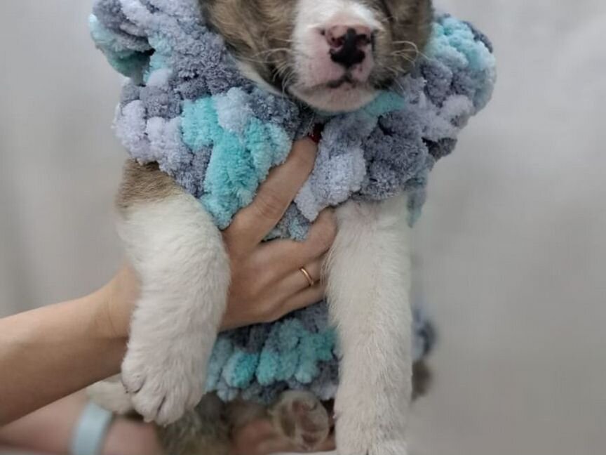 Собака в добрые руки