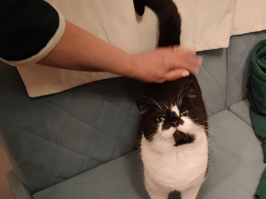 Кот