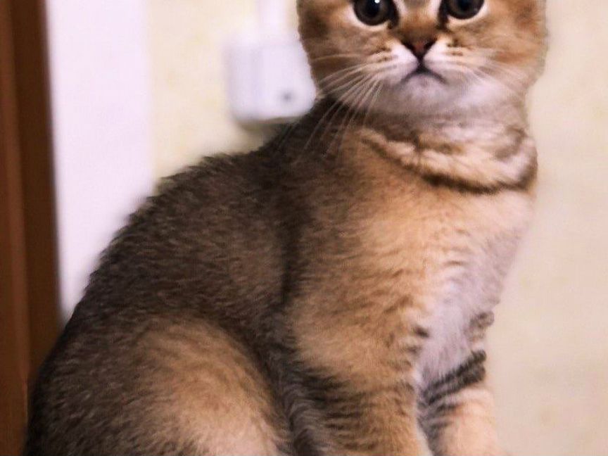 Продаются шотландские котята