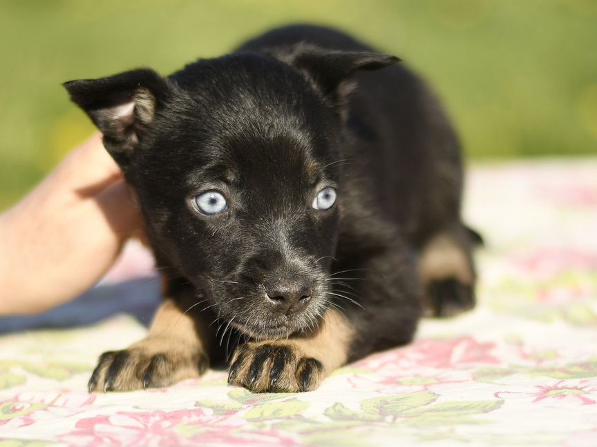 Щенок Стелла в добрые руки