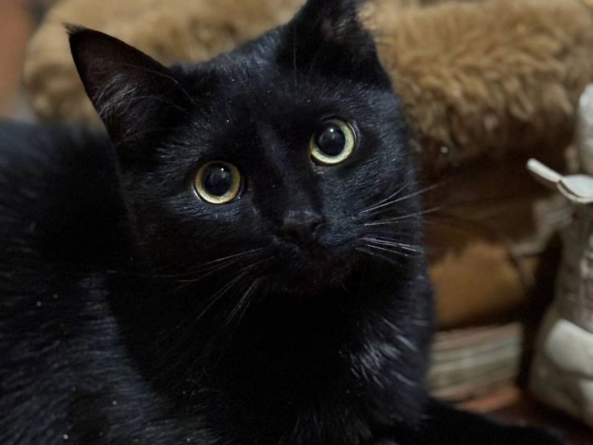 Котик из приюта ищет дом