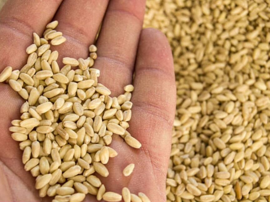 Пшеница в мешках