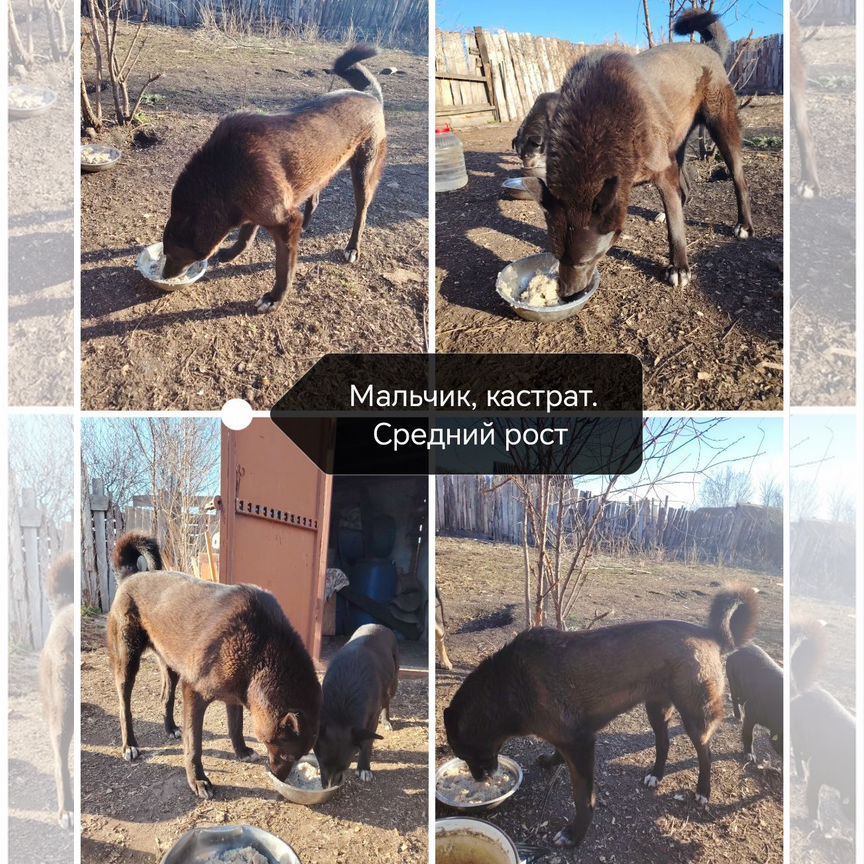 Пристраиваются молодые собаки