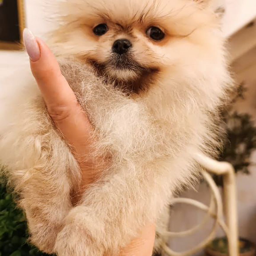 Померанский шпиц мини щенок