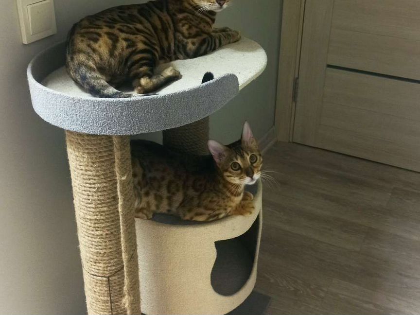 Бенгальская кошка