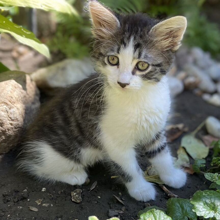 Котёнок на удачу
