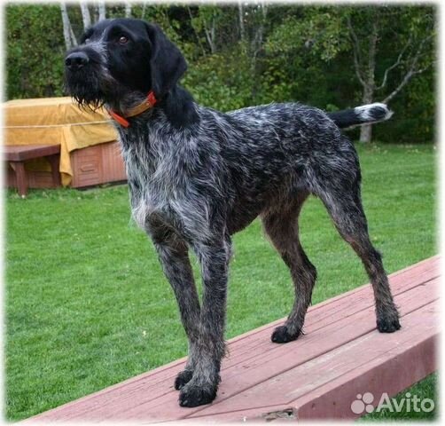 Отдам Немецкий драатхар